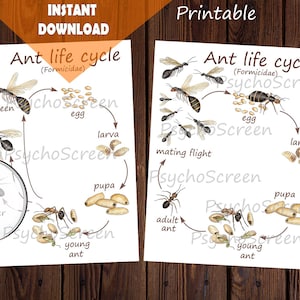 Watercolor Ant Nature and Unit Study for Kids: Anatomy & Life Cycle ...