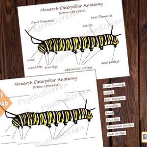 Monarch Butterfly Unit Study: Anatomy, Life Cycle, Montessori ...