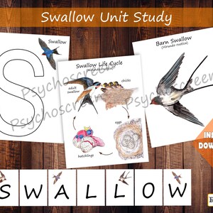 Swallow Unit Study, MEGA Printable Swallows Bundle With Anatomy ...
