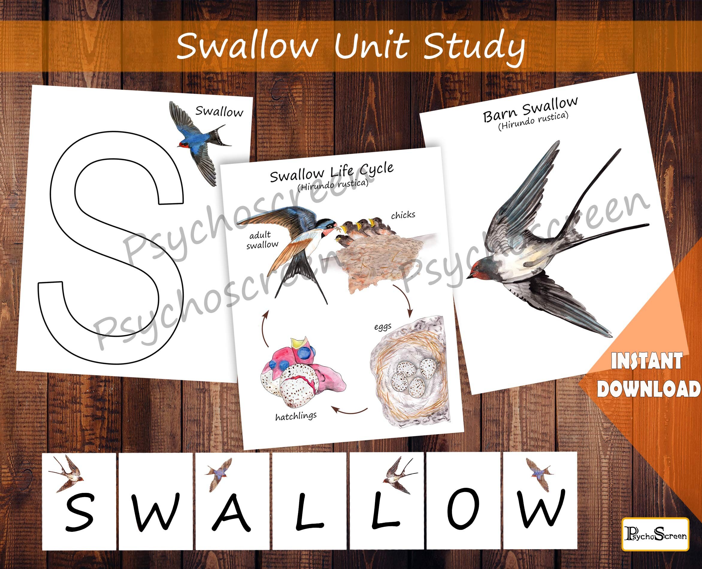 Swallow Unit Study: Anatomy, Migration, Life Cycle (printable) - Etsy