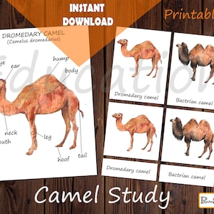 Camel Anatomy Study: Montessori Cards & Posters (digital Download) - Etsy