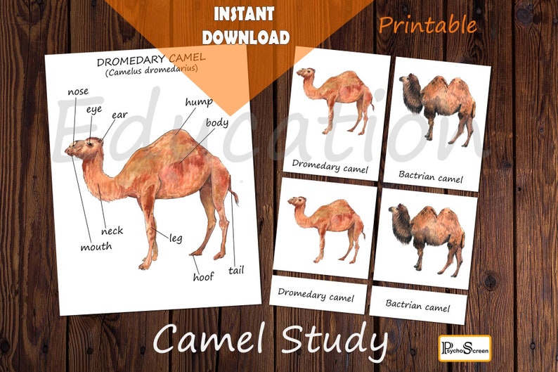 Camel Anatomy Study for Kids: Montessori Cards & Posters (digital ...