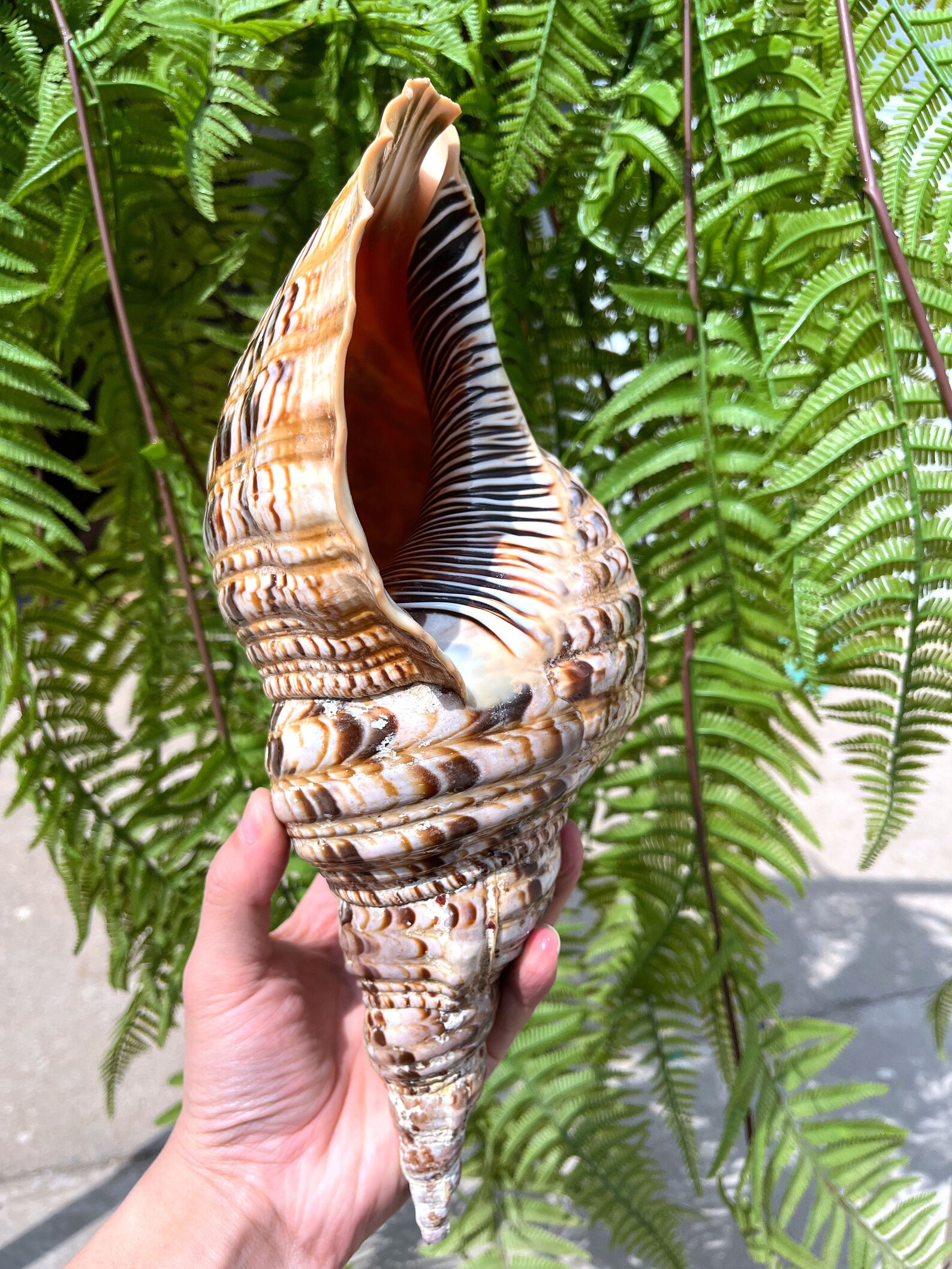 Natural Huge Trumpet Triton Ammonite Decoration/big Seashell Decor/sea ...