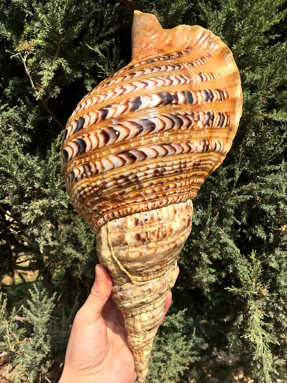Natural Huge Trumpet Triton Ammonite Decoration/big Seashell | Etsy