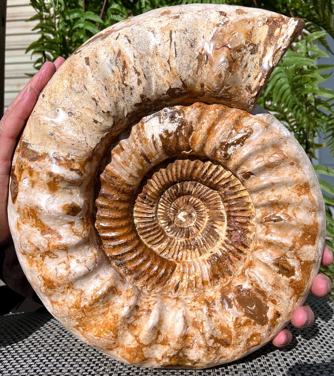Natural Huge Ammonite/from Madagascar/perisphinctes Species/165 Million ...