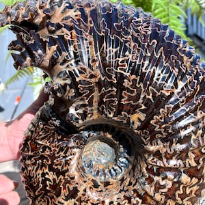 Natural Very Rare Douvilleiceras/ammonite/goat Horn Fossil/shell Stone ...
