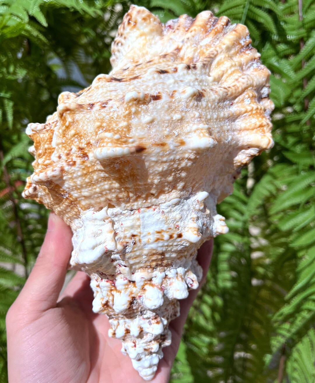 Natural Large Sea Snail Ammonite Decoration/big Seashell Decor/sea ...