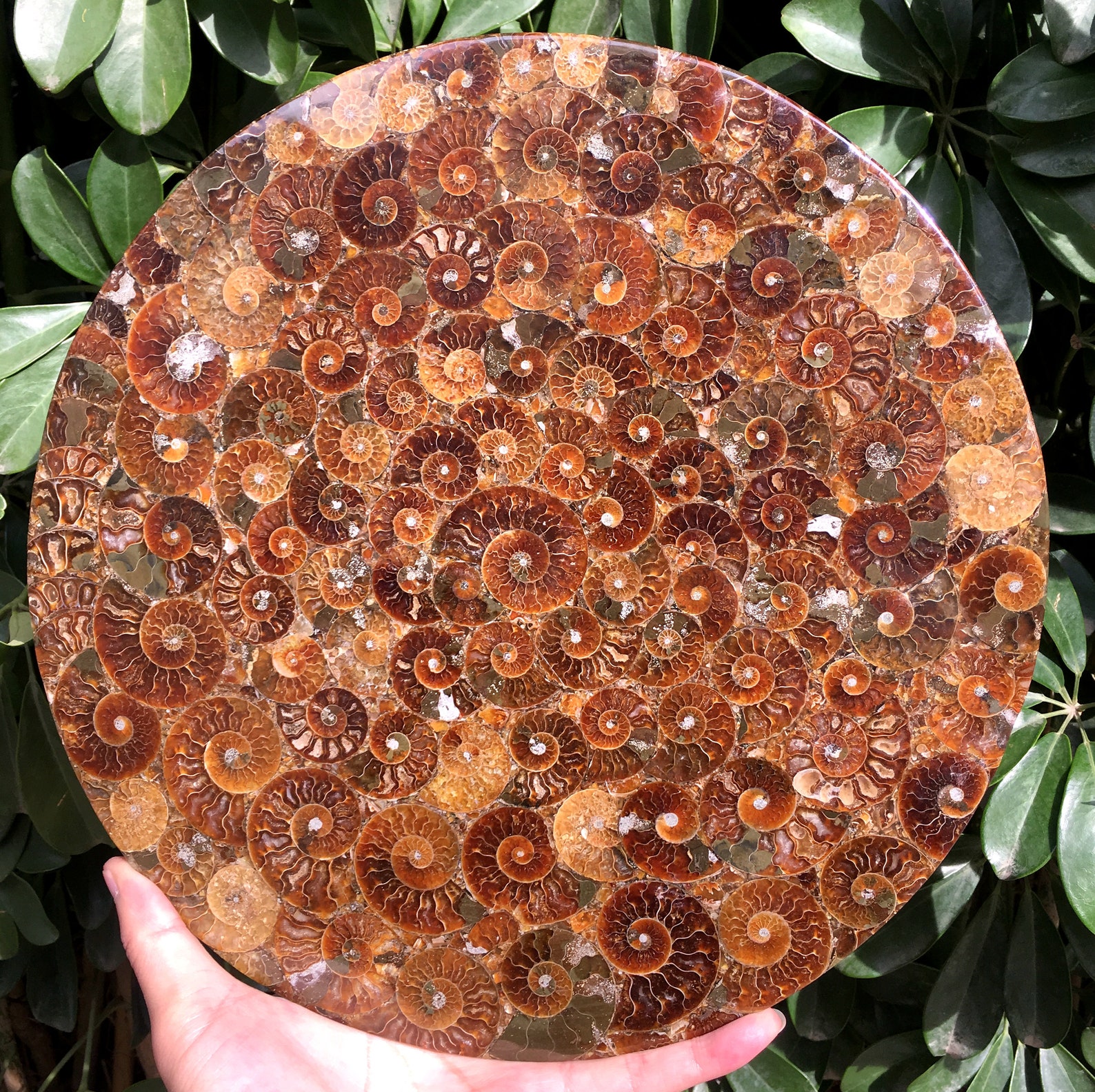 Ammonite Shell Jurassic Fossil Disk Half Cut/from | Etsy