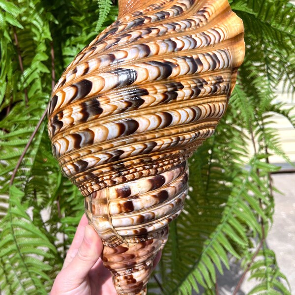 Seashell Decor - Etsy
