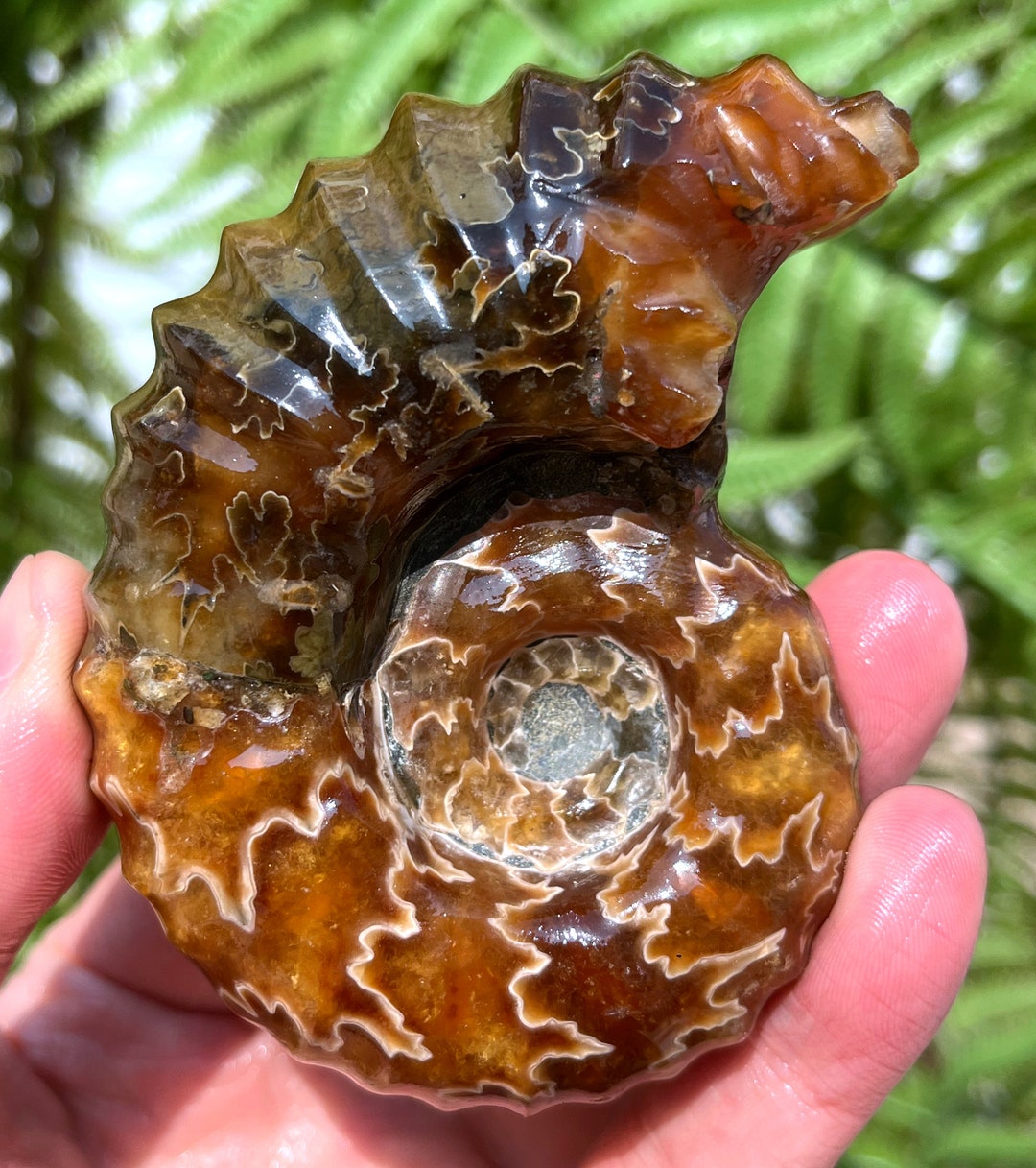 Natural Very Rare Douvilleiceras/ammonite/goat Horn Fossil/shell Stone ...