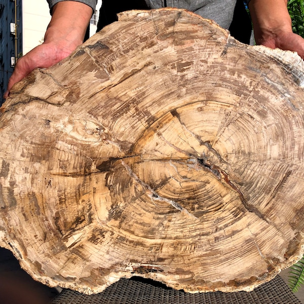 Petrified Wood Slab - Etsy