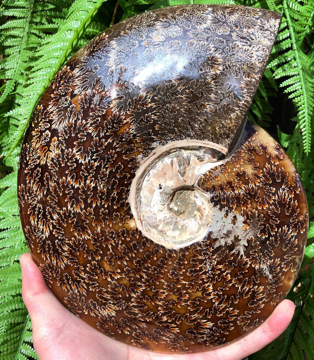Natural Fine Polishing Ammonite / Whole Ammonite Fossil / Authentic ...