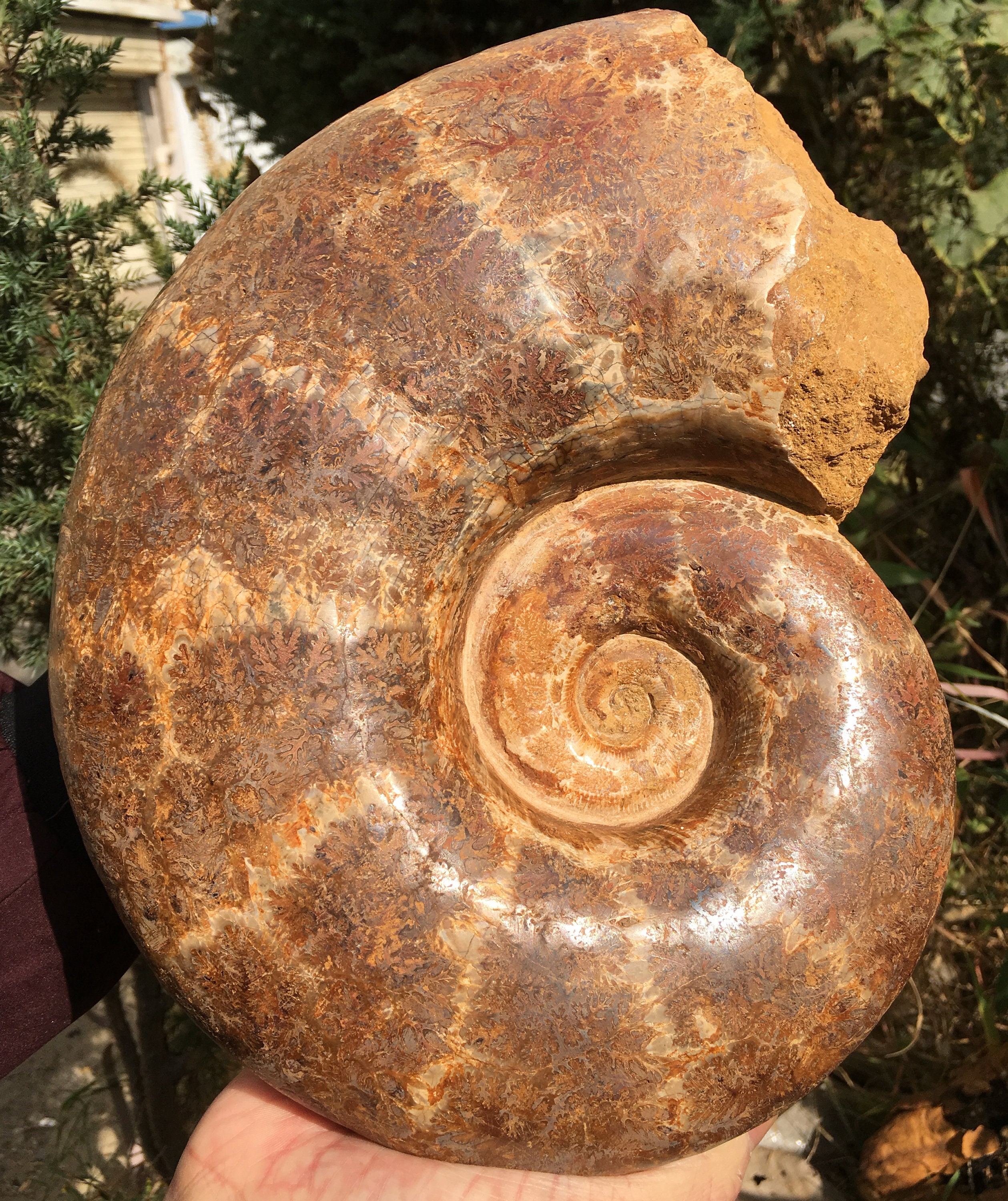 Natural Huge Ammonite/from Madagascar/Perisphinctes | Etsy