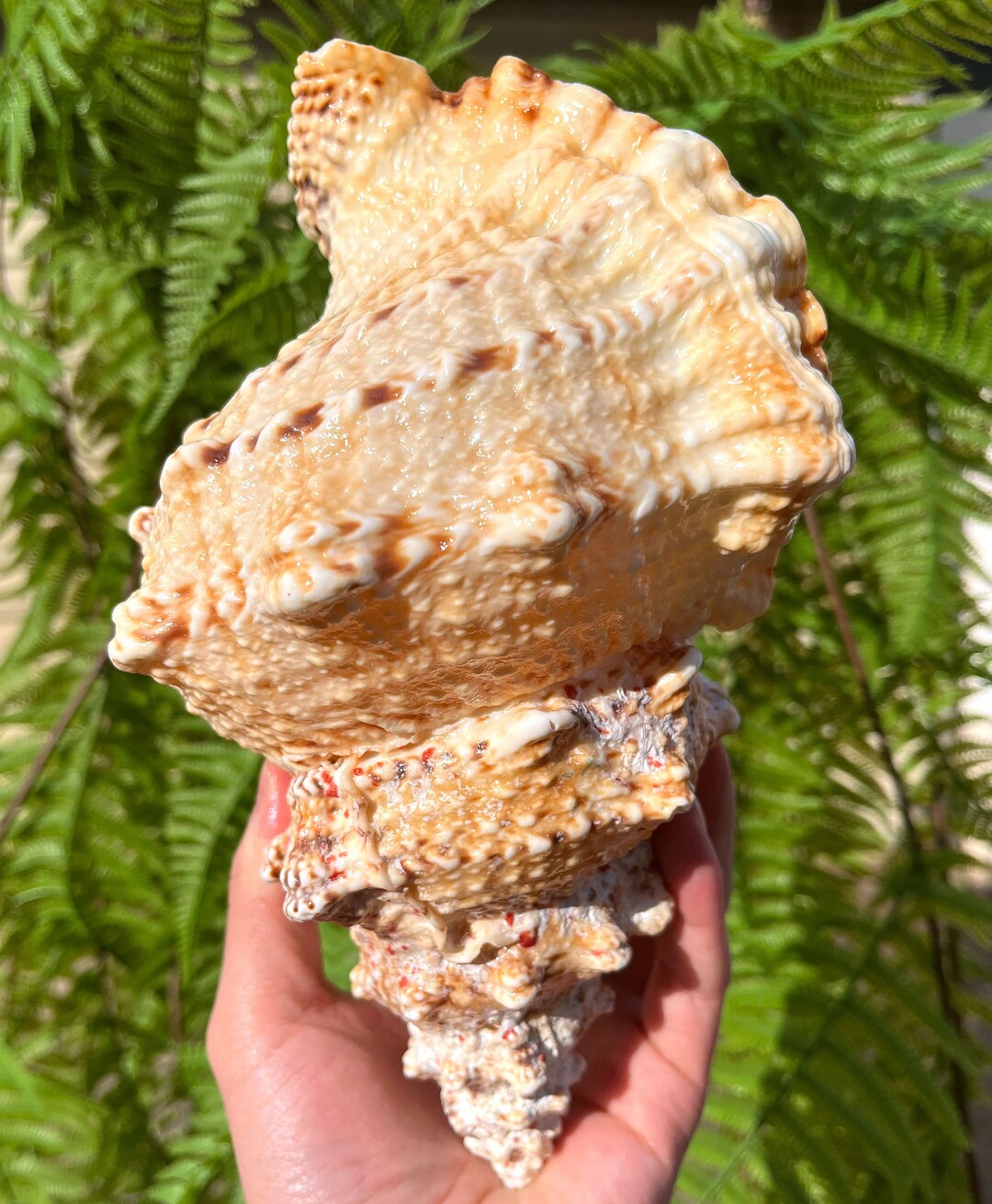 Natural Large Sea Snail Ammonite Decoration/big Seashell Decor/sea ...