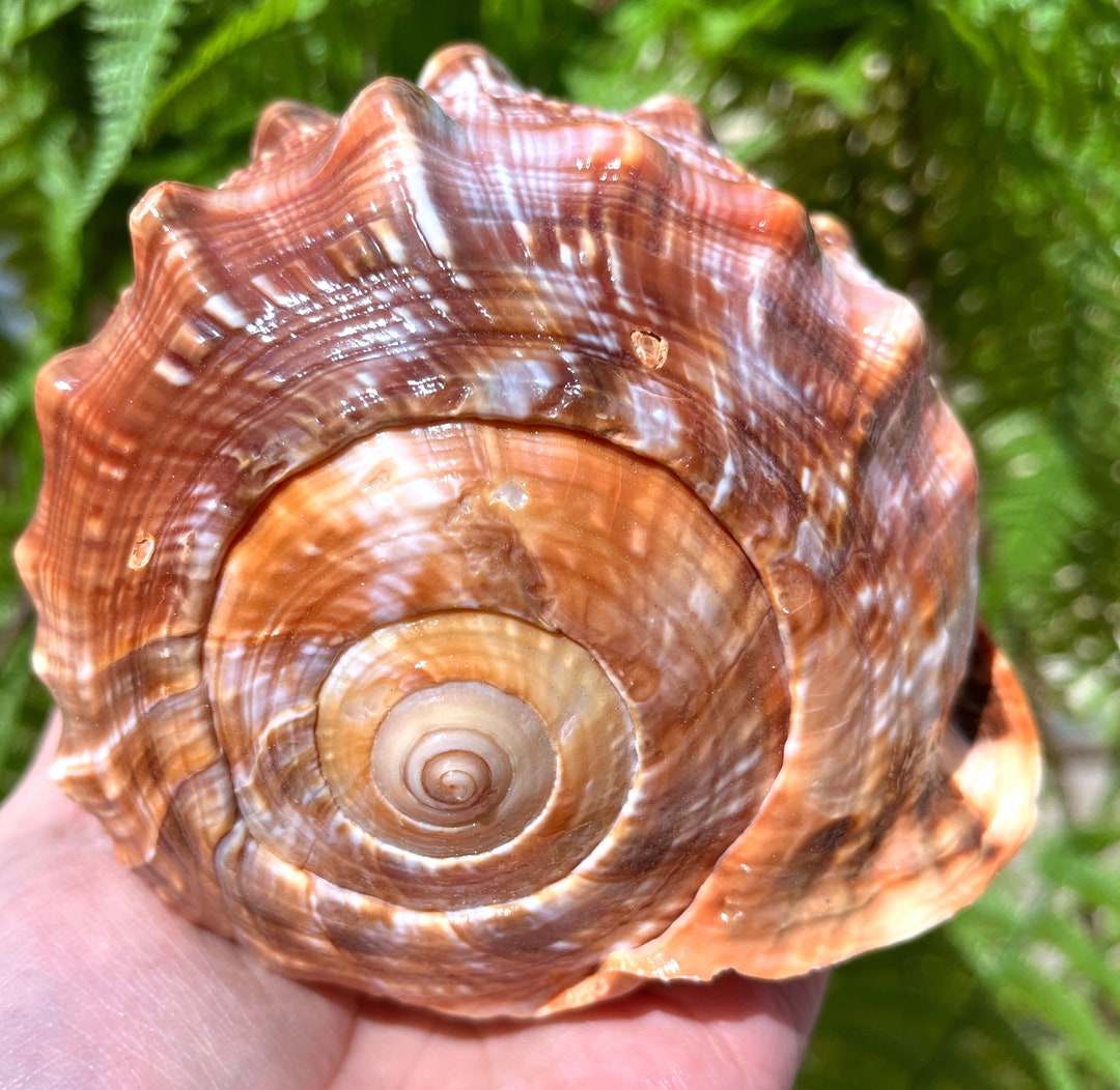 Natural Large Sea Snail Ammonite Decoration/big Seashell Decor/sea ...