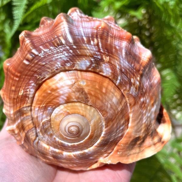 Sea Snail Shell - Etsy