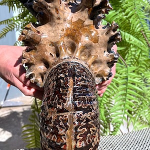 Natural Very Rare Douvilleiceras/ammonite/goat Horn Fossil/shell Stone ...