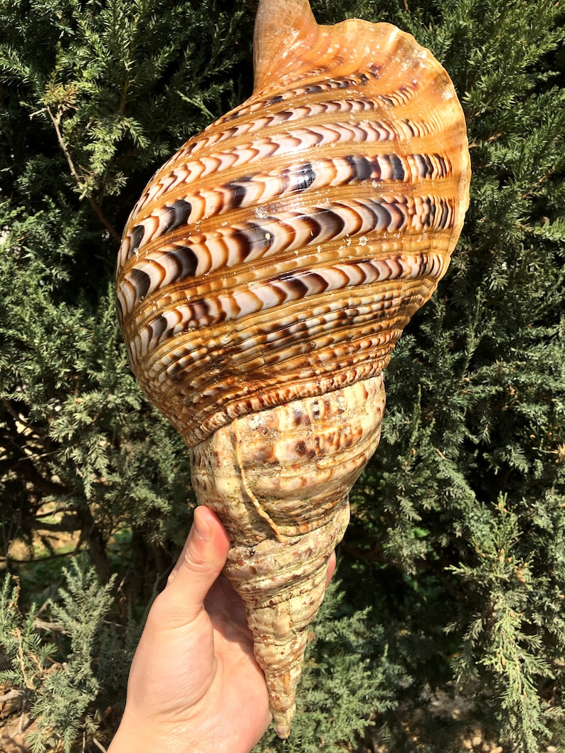 Natural Huge Trumpet Triton Ammonite Decoration/big Seashell Decor/sea ...