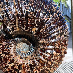 Natural Very Rare Douvilleiceras/ammonite/goat Horn Fossil/shell Stone ...