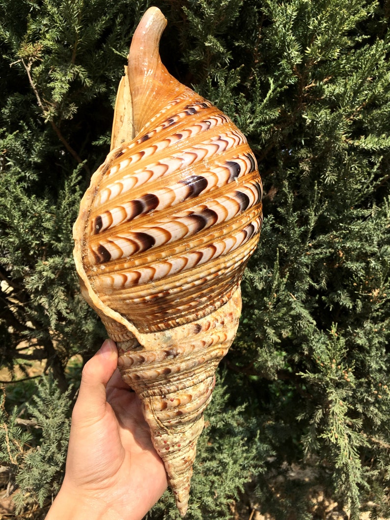 Natural Huge Trumpet Triton Ammonite Decoration/big Seashell | Etsy