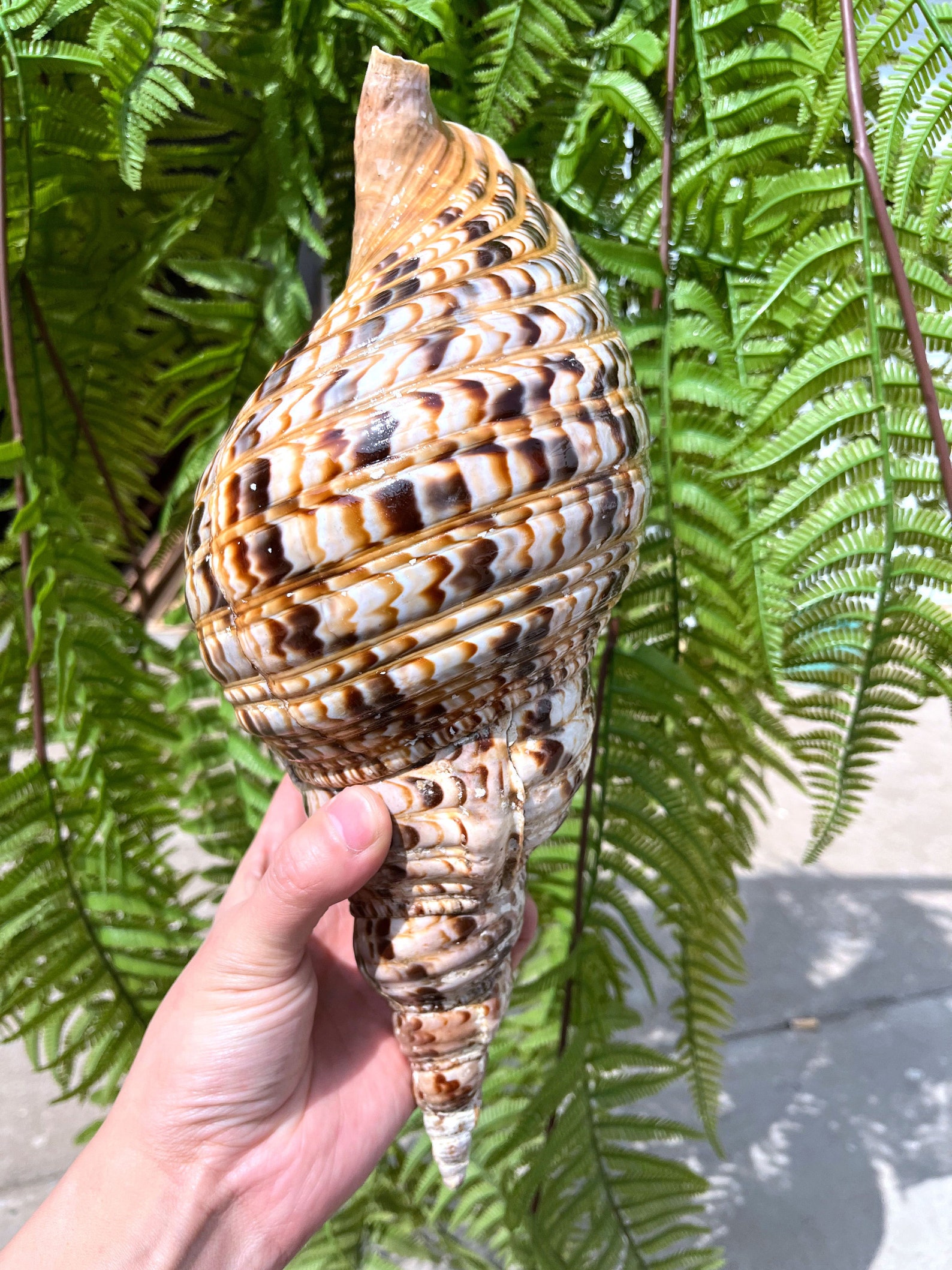 Natural Huge Trumpet Triton Ammonite Decoration/big Seashell Decor/sea ...