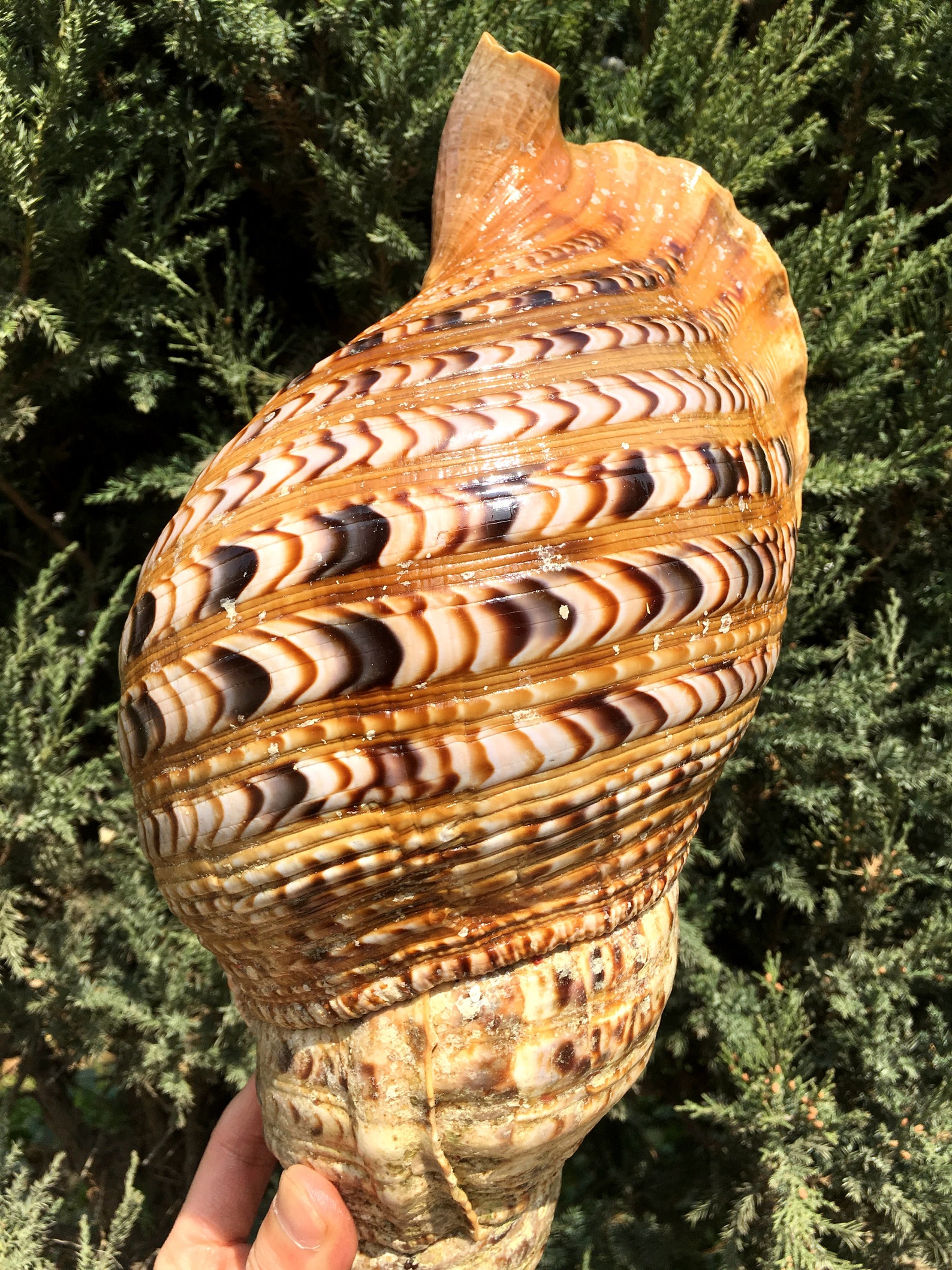 Natural Huge Trumpet Triton Ammonite Decoration/big Seashell Decor/sea ...