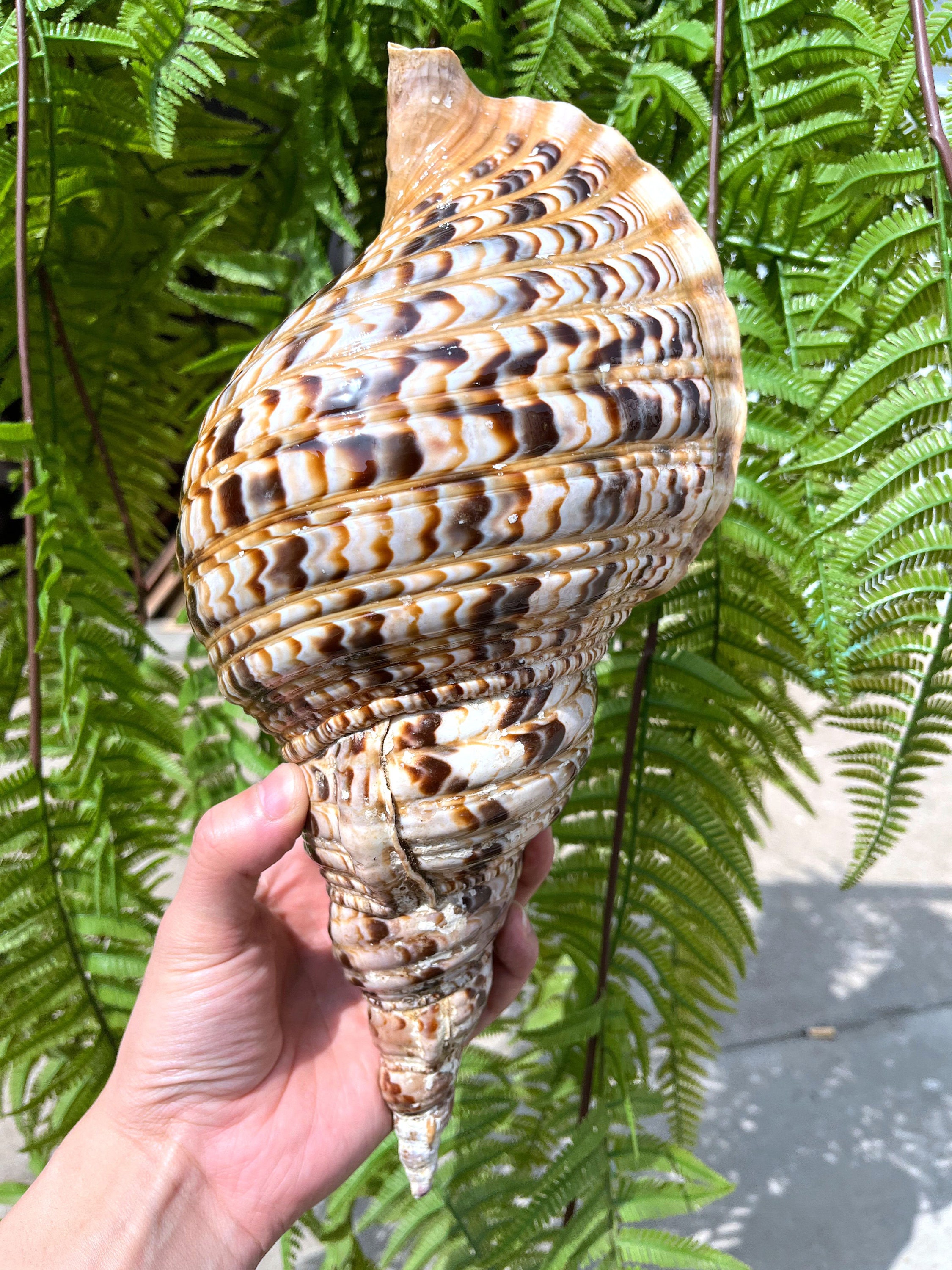 Natural Huge Trumpet Triton Ammonite Decoration/big Seashell Decor/sea ...