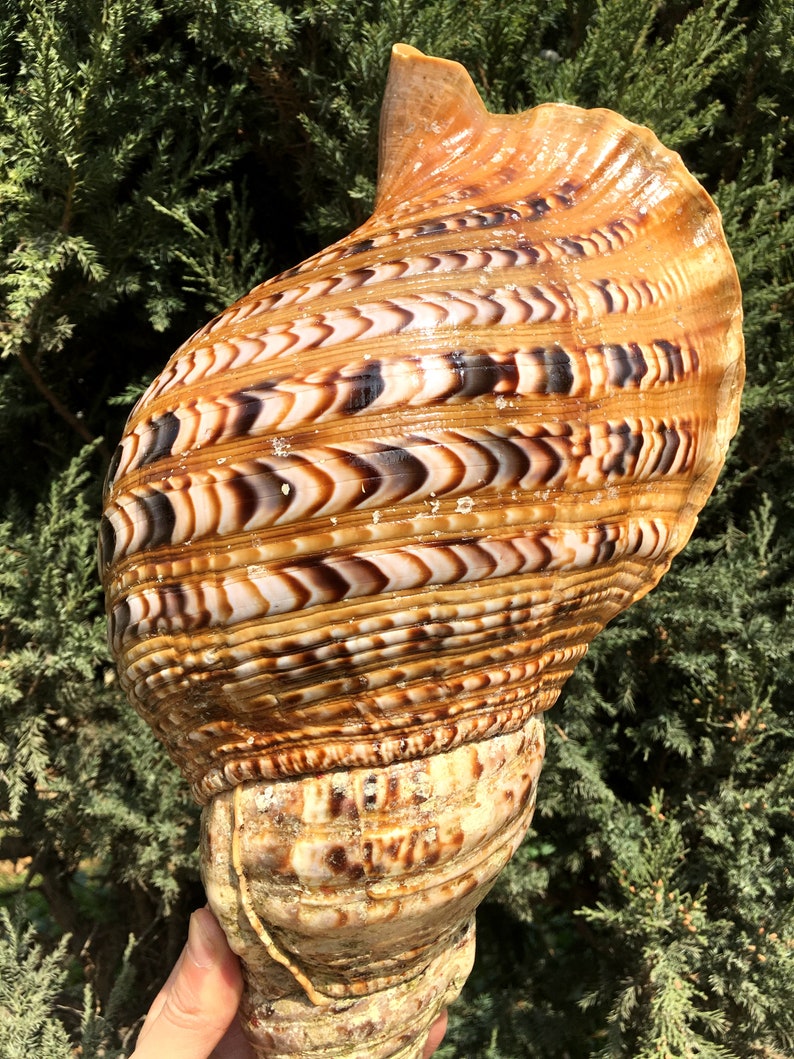 Natural Huge Trumpet Triton Ammonite Decoration/big Seashell | Etsy