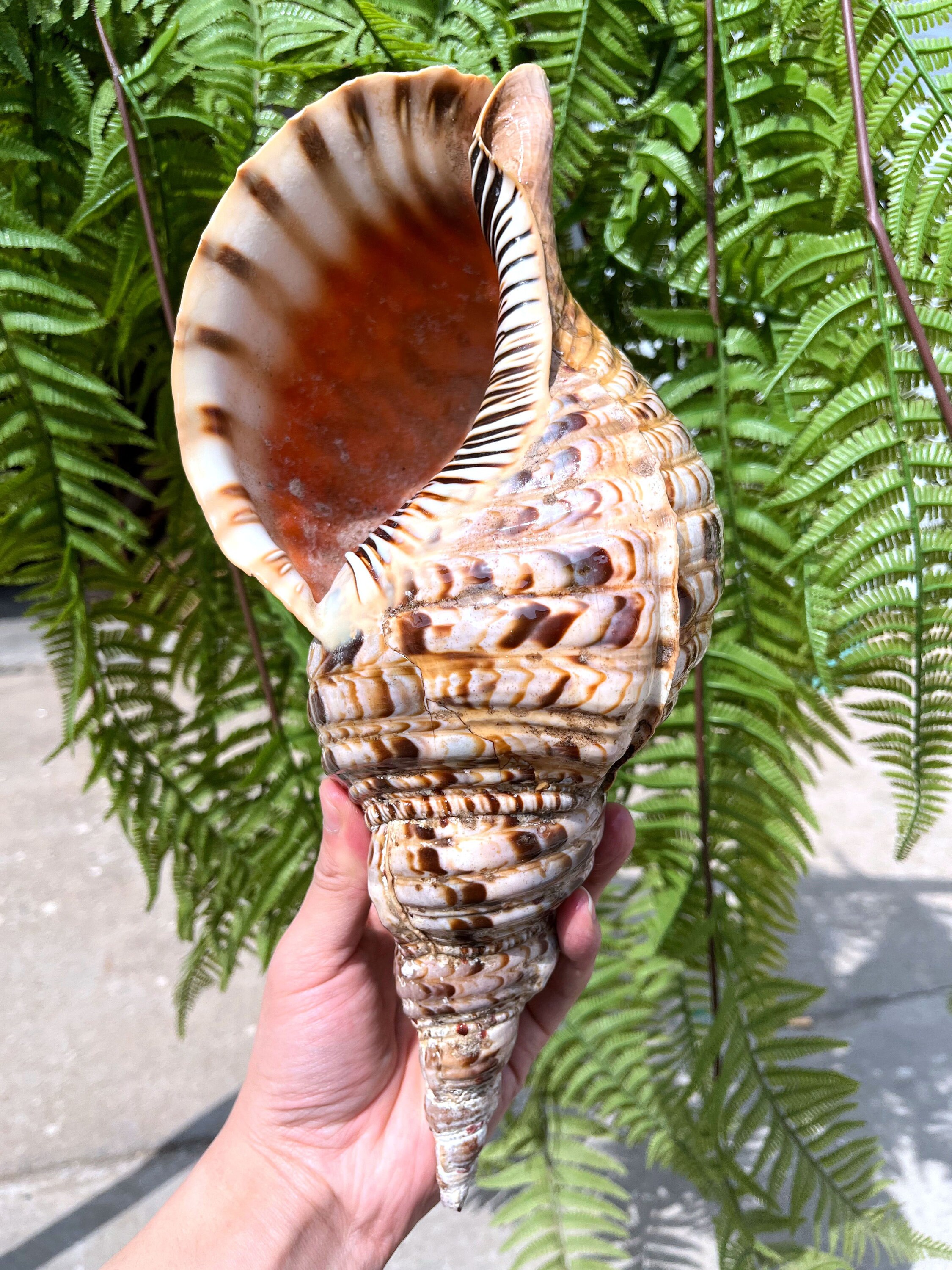 Natural Huge Trumpet Triton Ammonite Decoration/big Seashell Decor/sea ...