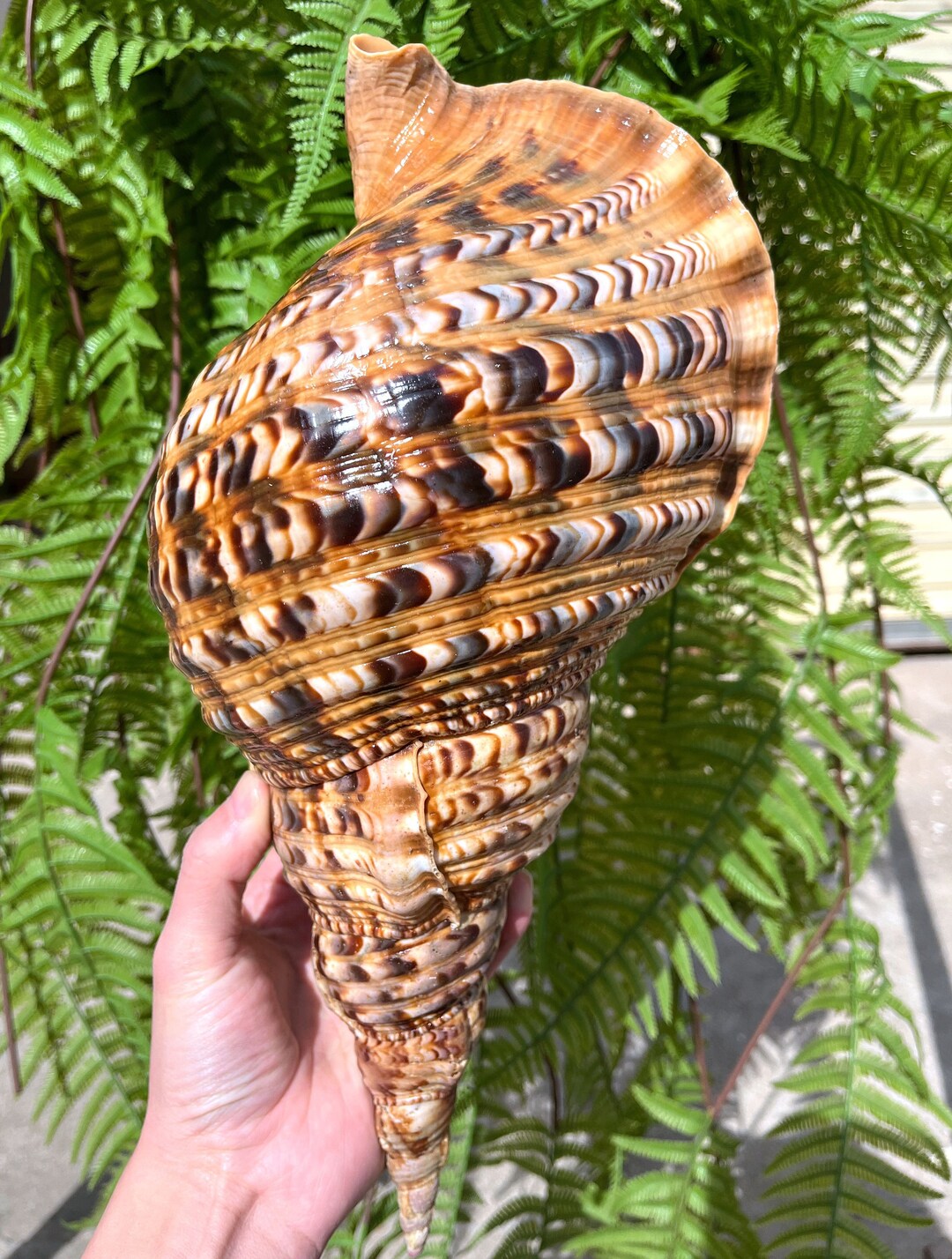 Natural Trumpet Triton Ammonite Decoration/big Seashell Decor/sea Shell ...
