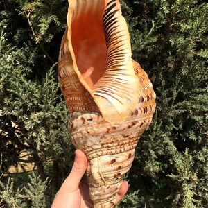 Natural Huge Trumpet Triton Ammonite Decoration/big Seashell Decor/sea ...