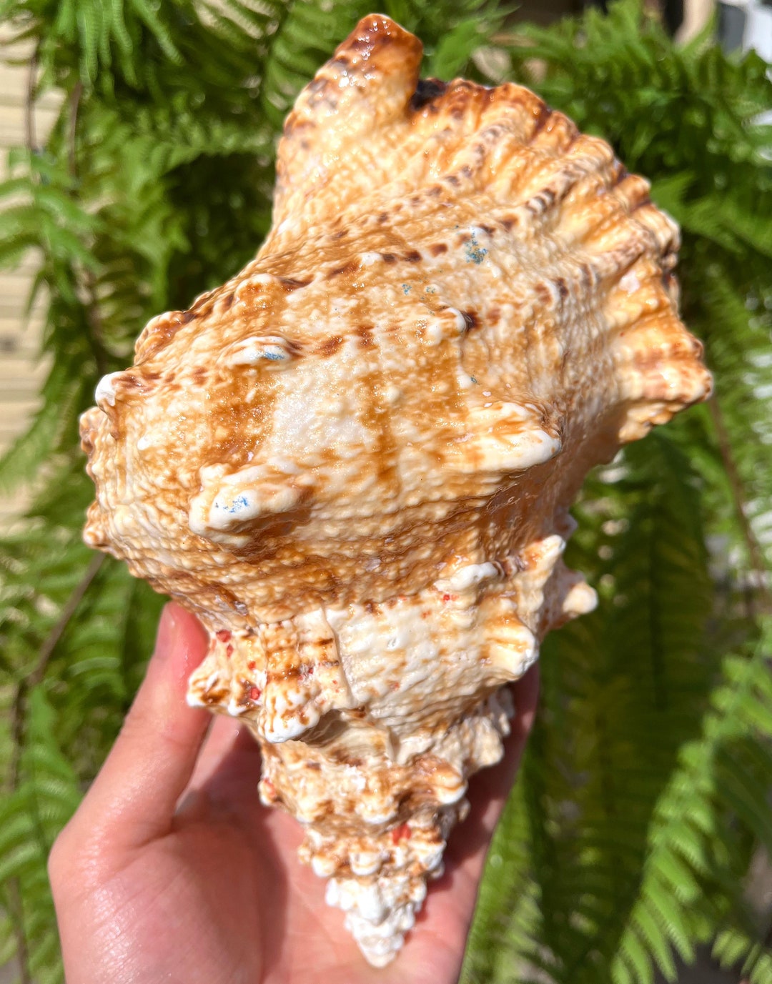 Natural Large Sea Snail Ammonite Decoration/big Seashell Decor/sea ...