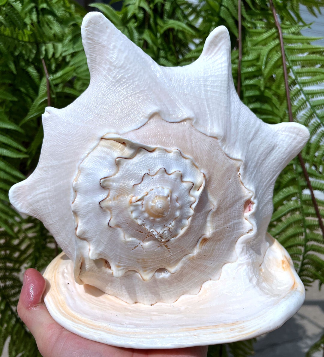 Natural Large Sea Snail Ammonite Decoration/big Seashell Decor/sea ...