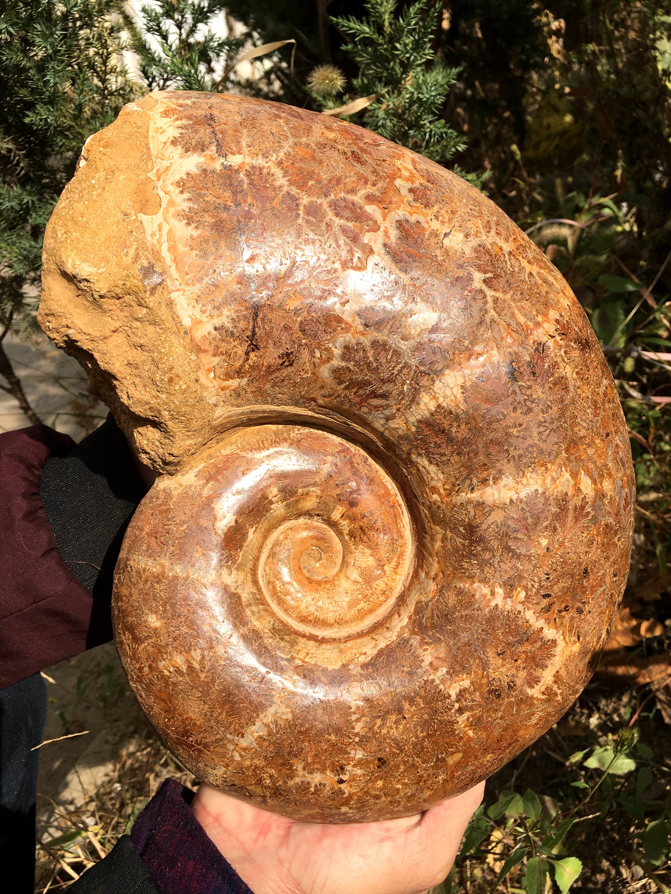 Natural Huge Ammonite/from Madagascar/perisphinctes Species/165 Million ...