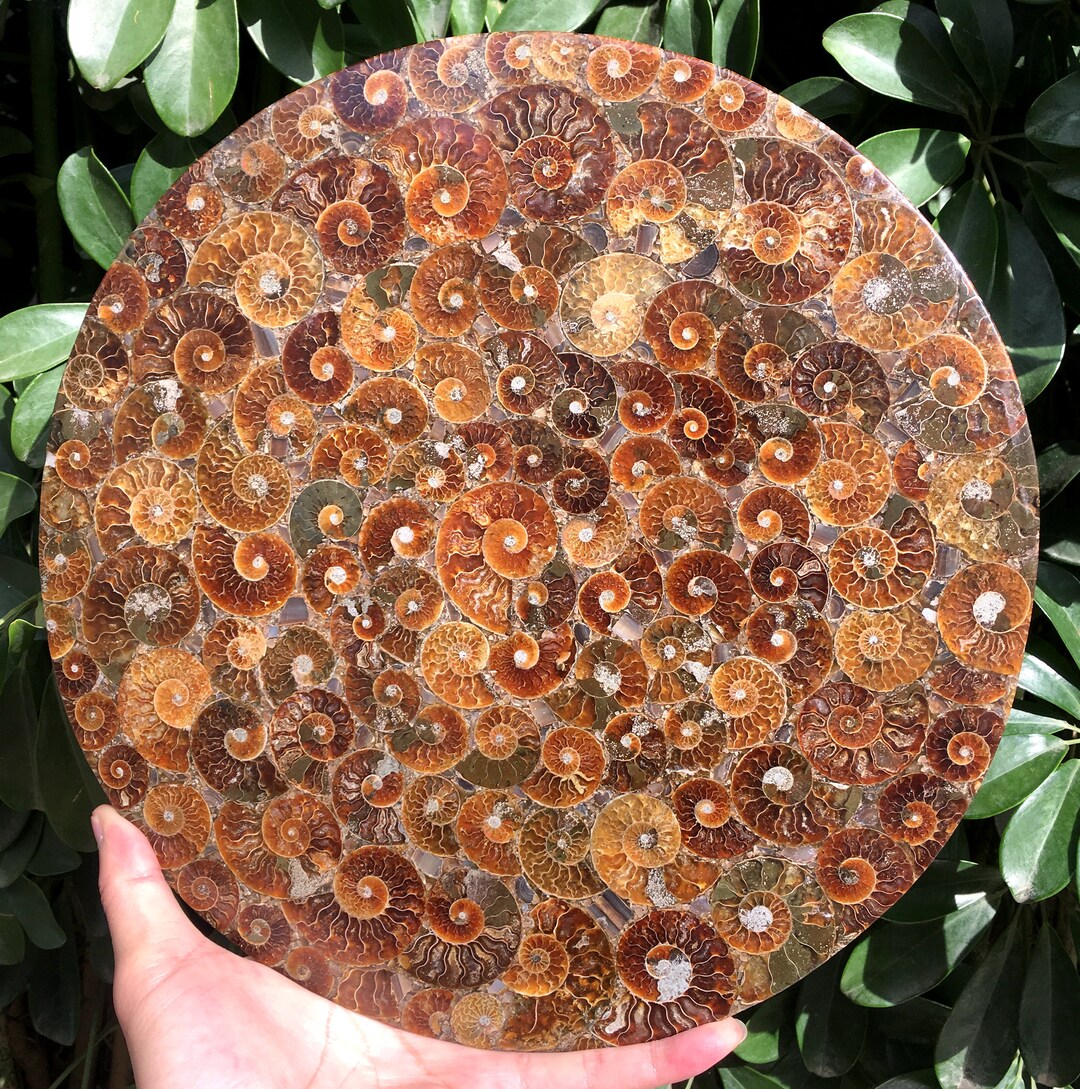 Ammonite Shell Jurassic Fossil Disk Half Cut/from Madagascar/110 ...