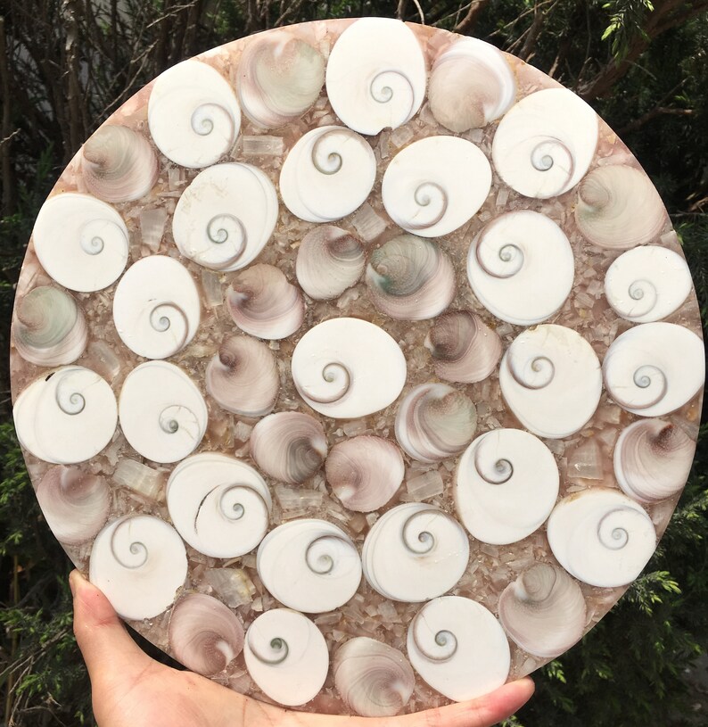 Shell Shell Jurassic Fossil Disk Half CUT W / From | Etsy