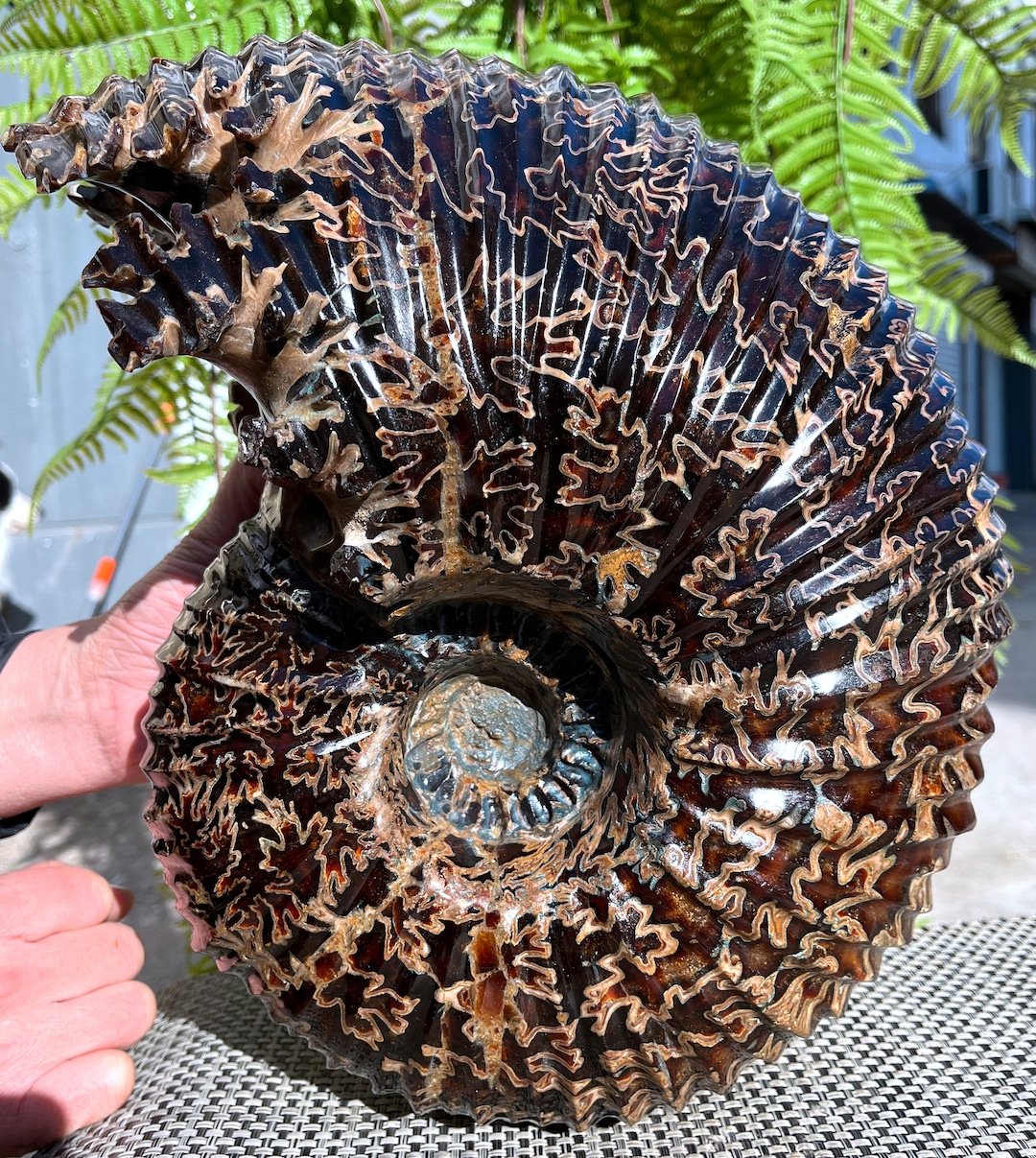 Natural Very Rare Douvilleiceras/ammonite/goat Horn Fossil/shell Stone ...