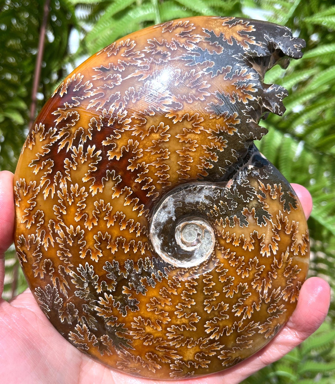 Natural Fine Polishing Ammonite / Whole Ammonite Fossil / Authentic ...