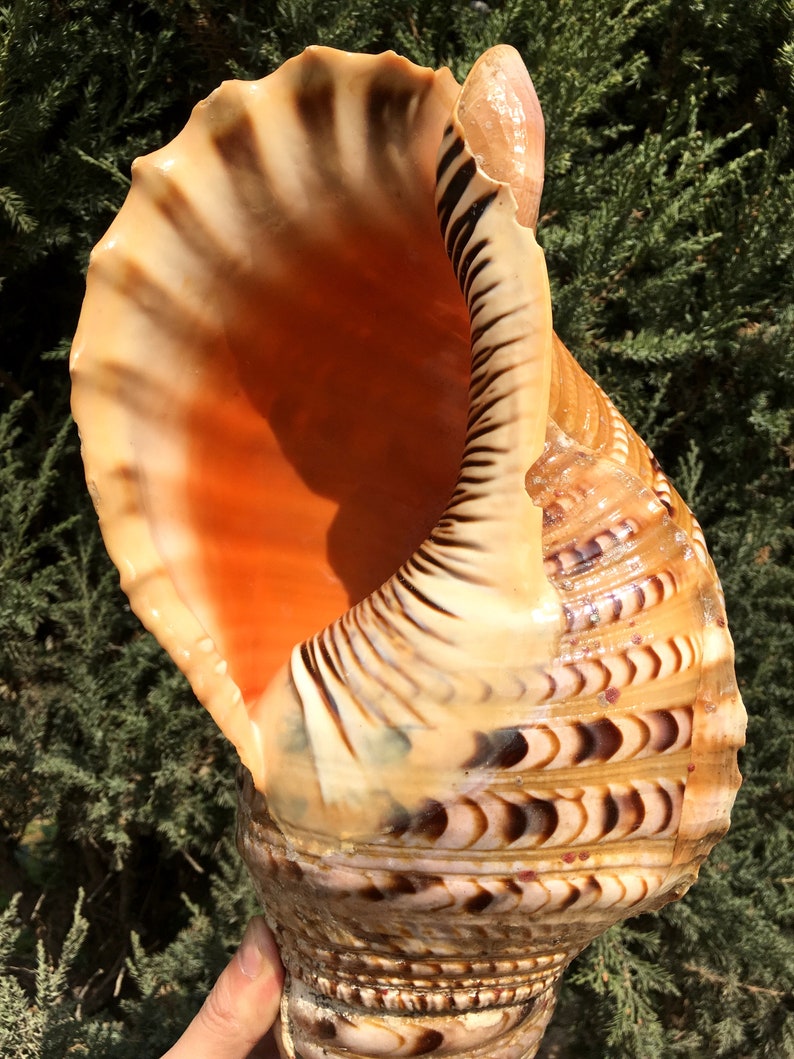 Natural Huge Trumpet Triton Ammonite Decoration/big Seashell | Etsy