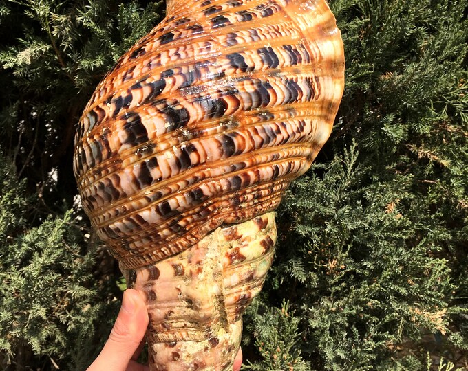 Natural Huge Trumpet Triton Ammonite Decoration/big Seashell Decor/sea ...