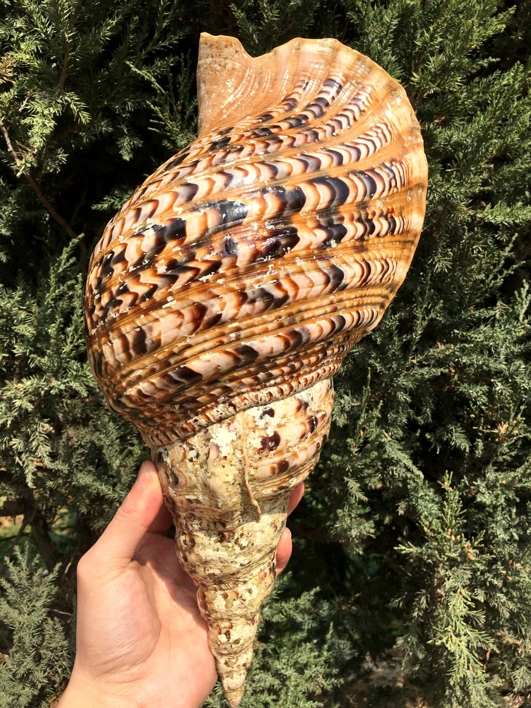 Natural Trumpet Triton Ammonite Decoration/big Seashell Decor/sea Shell ...