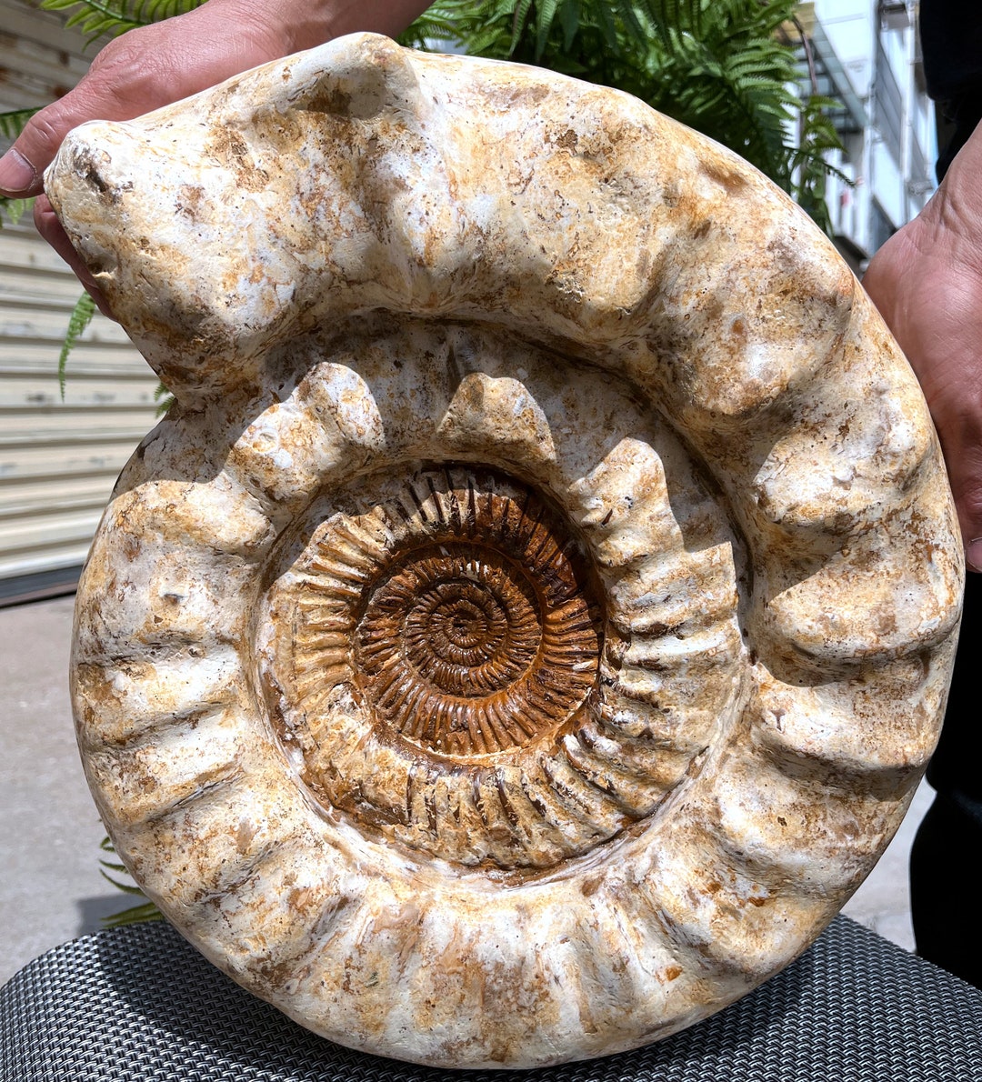 Natural Huge Ammonite/from Madagascar/perisphinctes Species/165 Million ...
