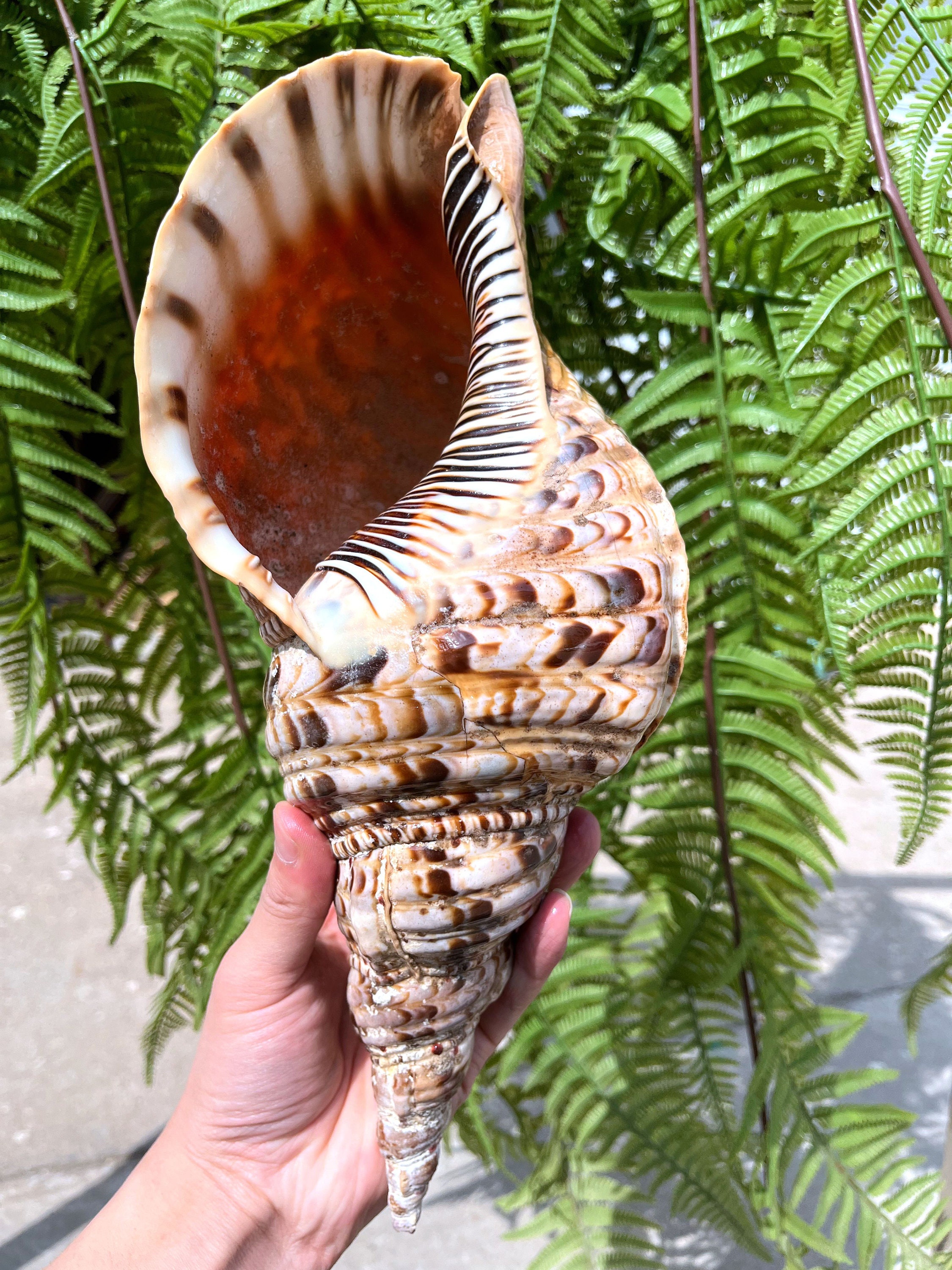 Natural Huge Trumpet Triton Ammonite Decoration/big Seashell Decor/sea ...