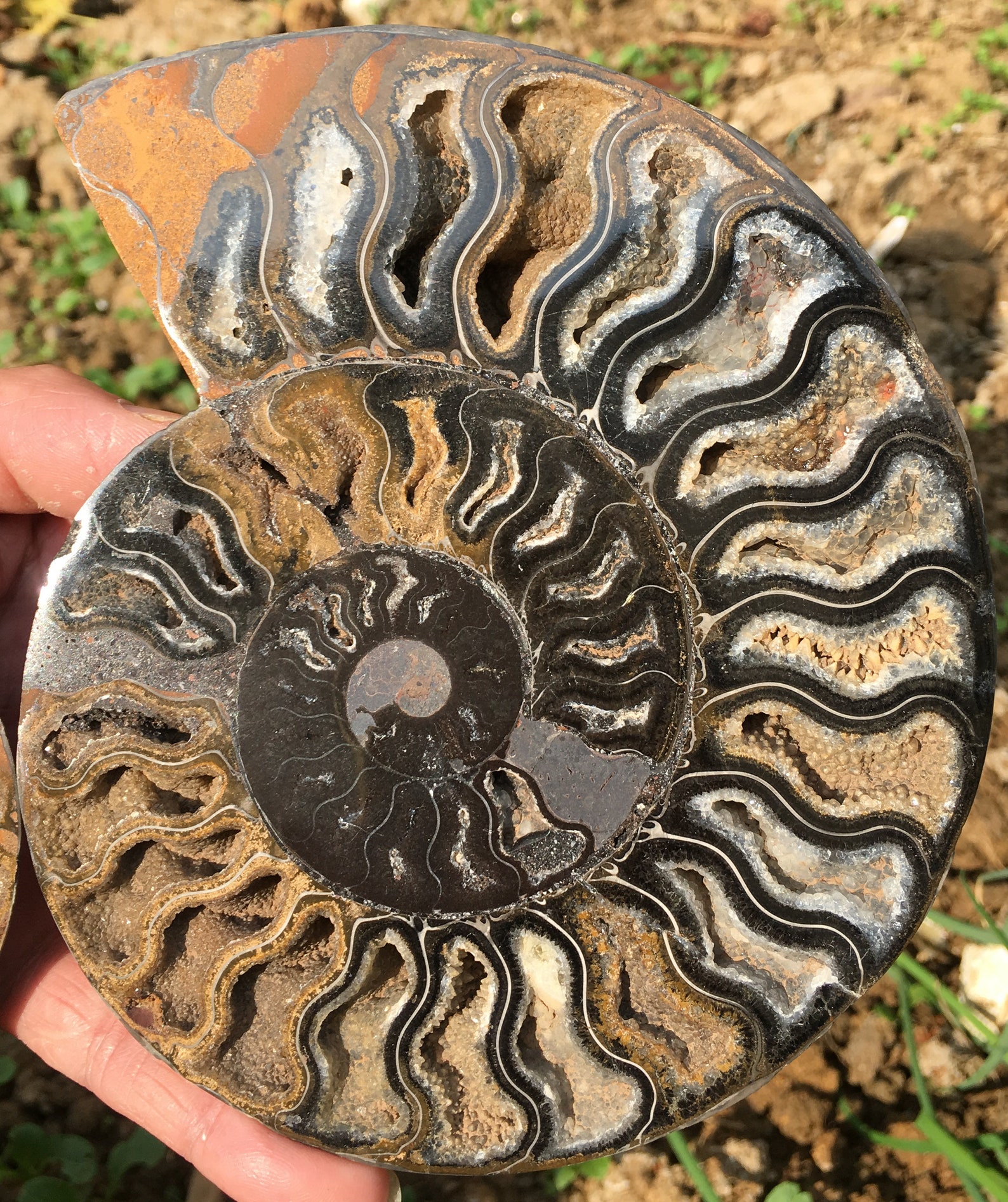 Cut Split Pair Ammonite From Madagascar Jurassic 110 million | Etsy