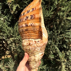 Natural Huge Trumpet Triton Ammonite Decoration/big Seashell Decor/sea ...