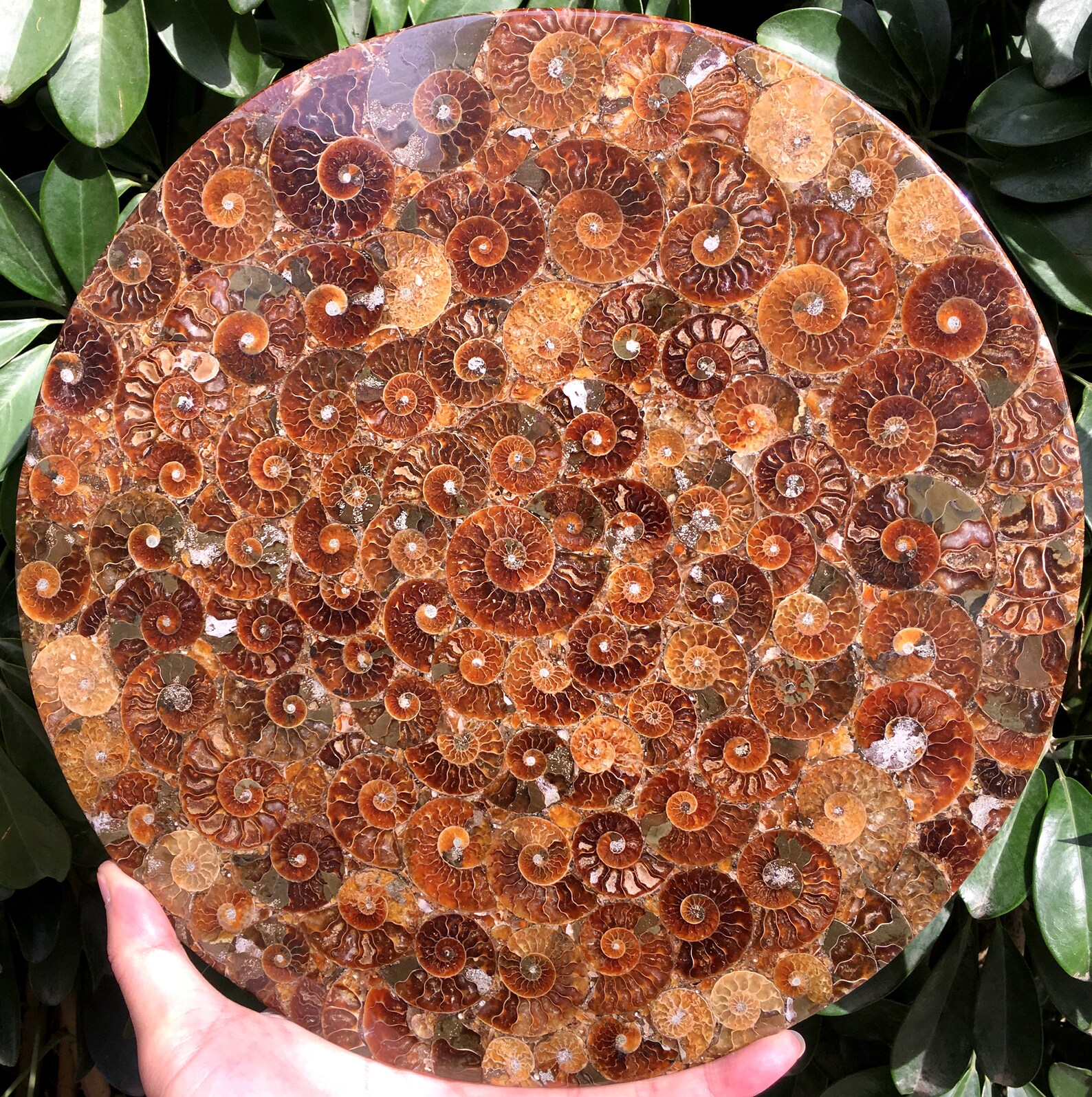 Ammonite Shell Jurassic Fossil Disk Half Cut/from - Etsy