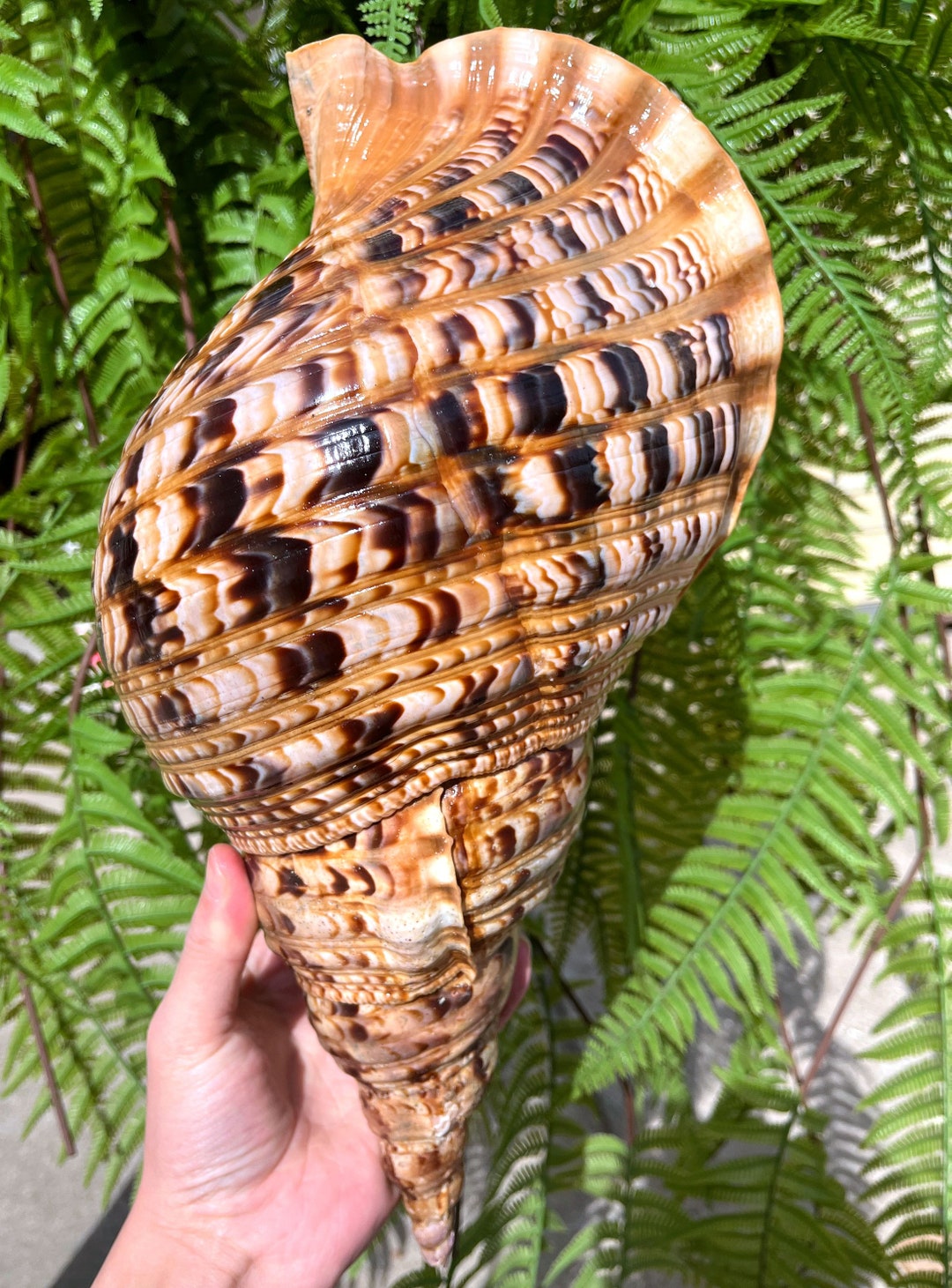 Natural Trumpet Triton Ammonite Decoration/big Seashell Decor/sea Shell ...