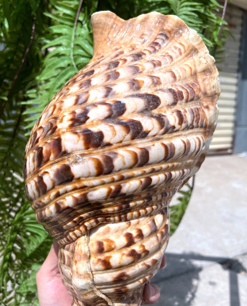 Natural Trumpet Triton Ammonite Decoration/big Seashell Decor/sea Shell ...