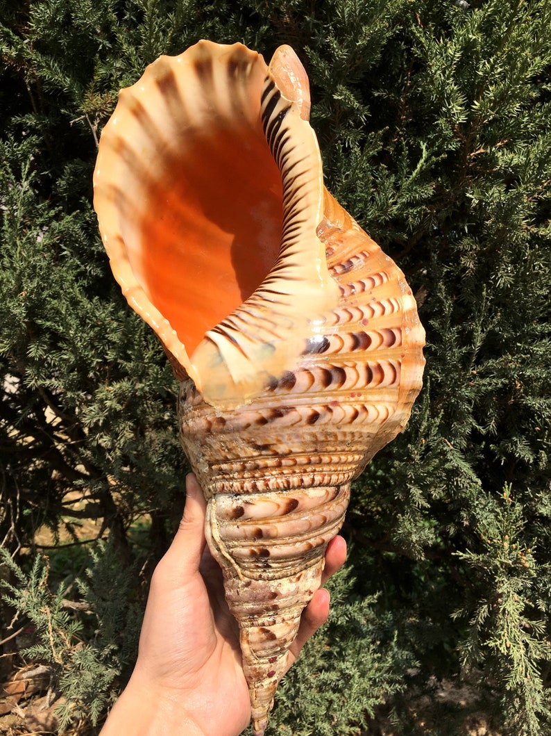 Natural Huge Trumpet Triton Ammonite Decoration/big Seashell | Etsy