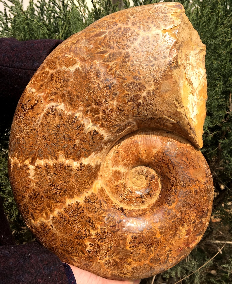 Natural Huge Ammonite/from Madagascar/perisphinctes Species/165 Million ...